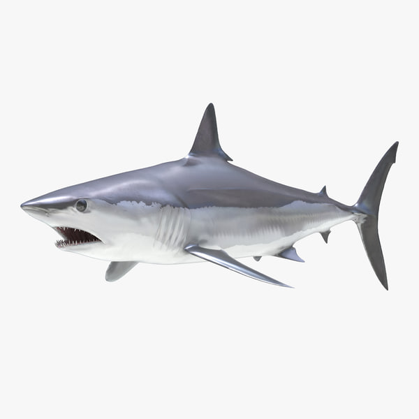 Tiburón 3D Modelos para Descargar | TurboSquid