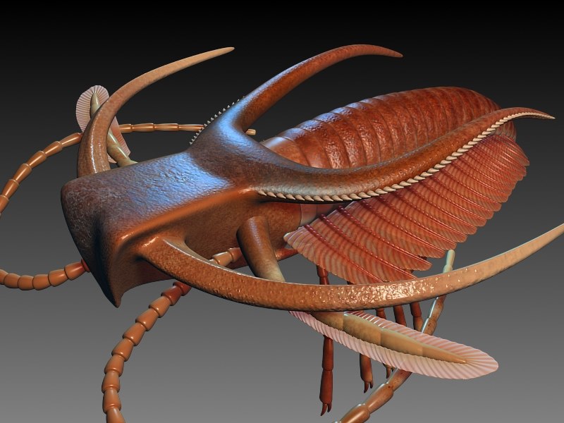 marrella splendens 3d max