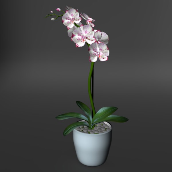 3d model realistic orchid flower