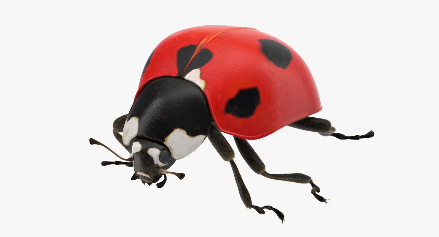 ladybug 02 3d model