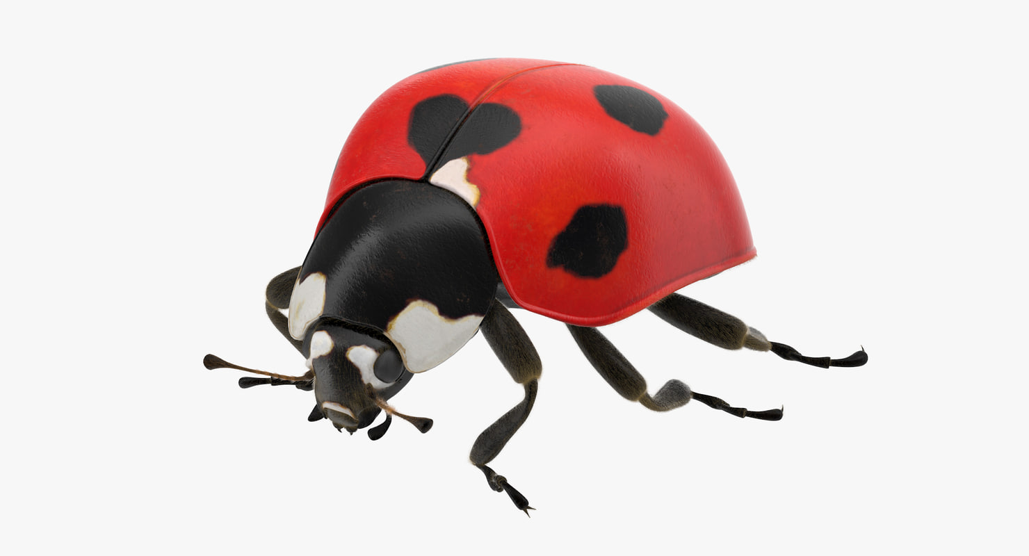 3d ladybug lady bug model