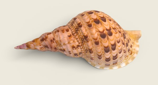 realistic conch 3d model