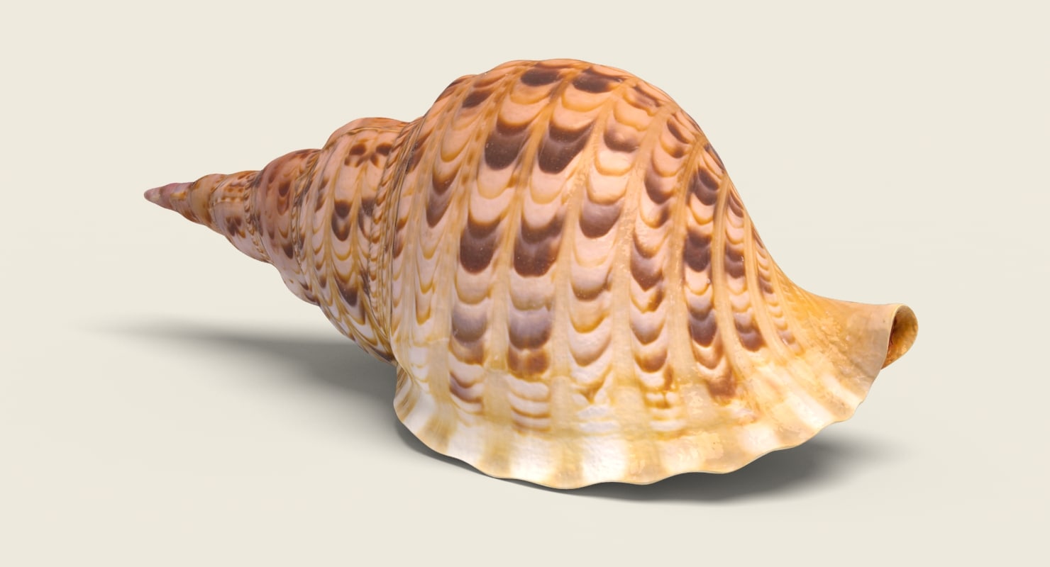 realistic conch 3d model