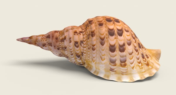 realistic conch 3d model