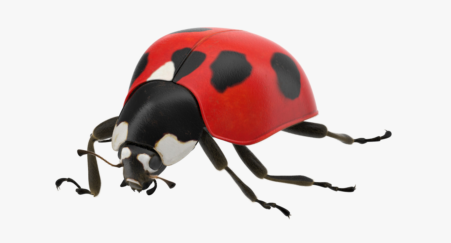 3d model ladybug lady bug