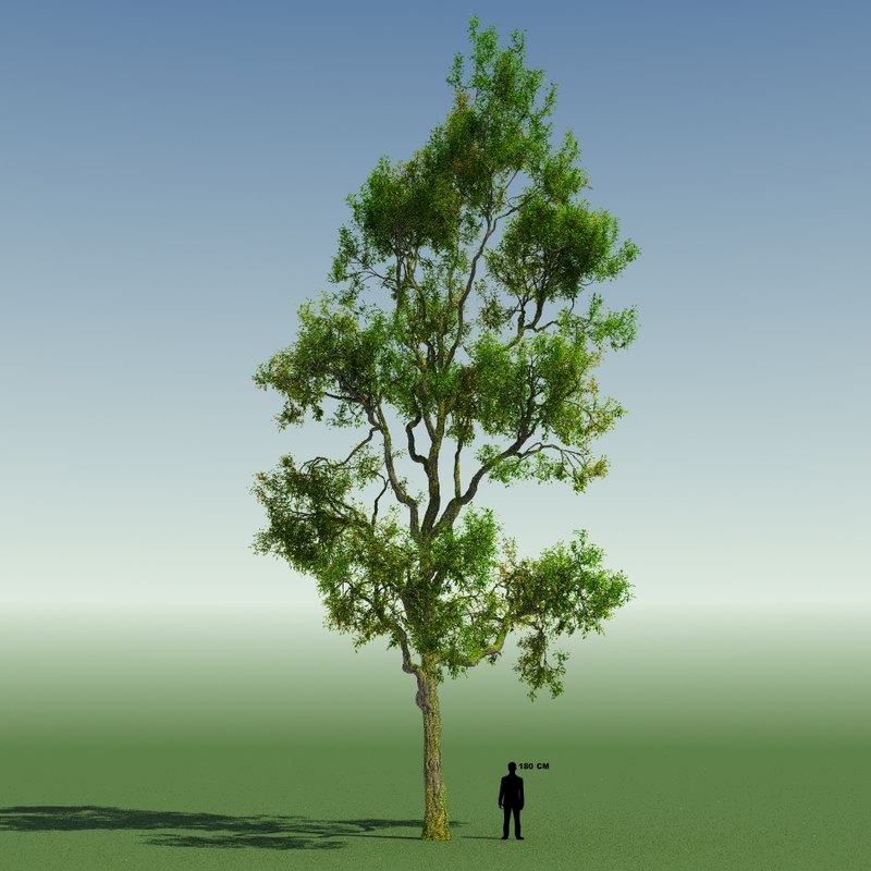 tree forest rainforest 3d model