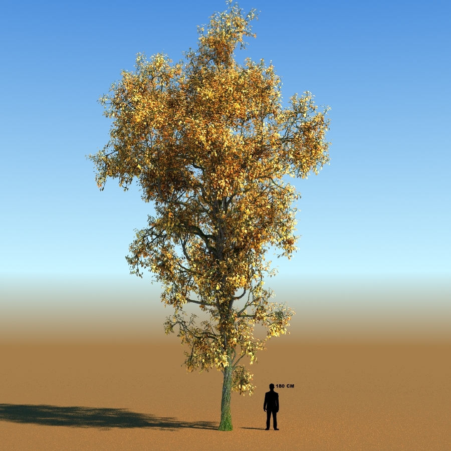 free tree forest rainforest 3d model