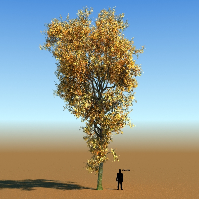 free tree forest rainforest 3d model