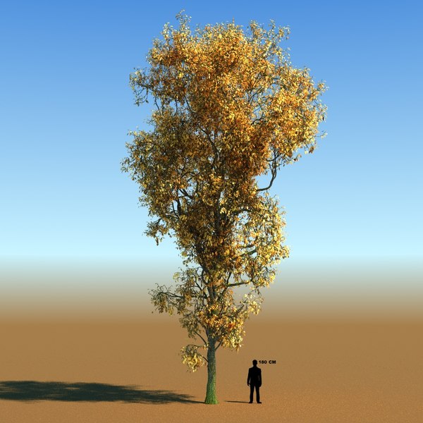 free tree forest rainforest 3d model