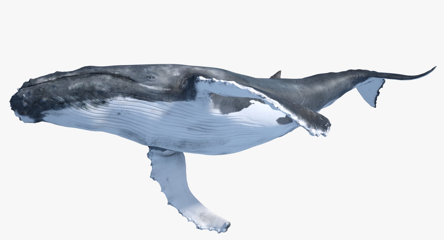 3d adult humpback whale rigged model