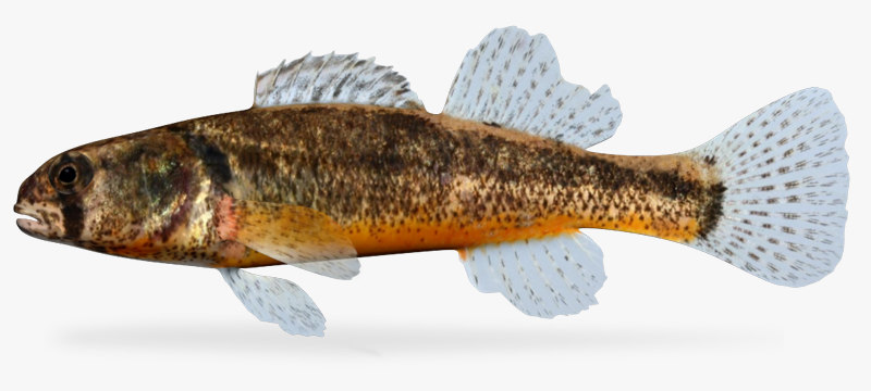 etheostoma cragini arkansas darter 3d model