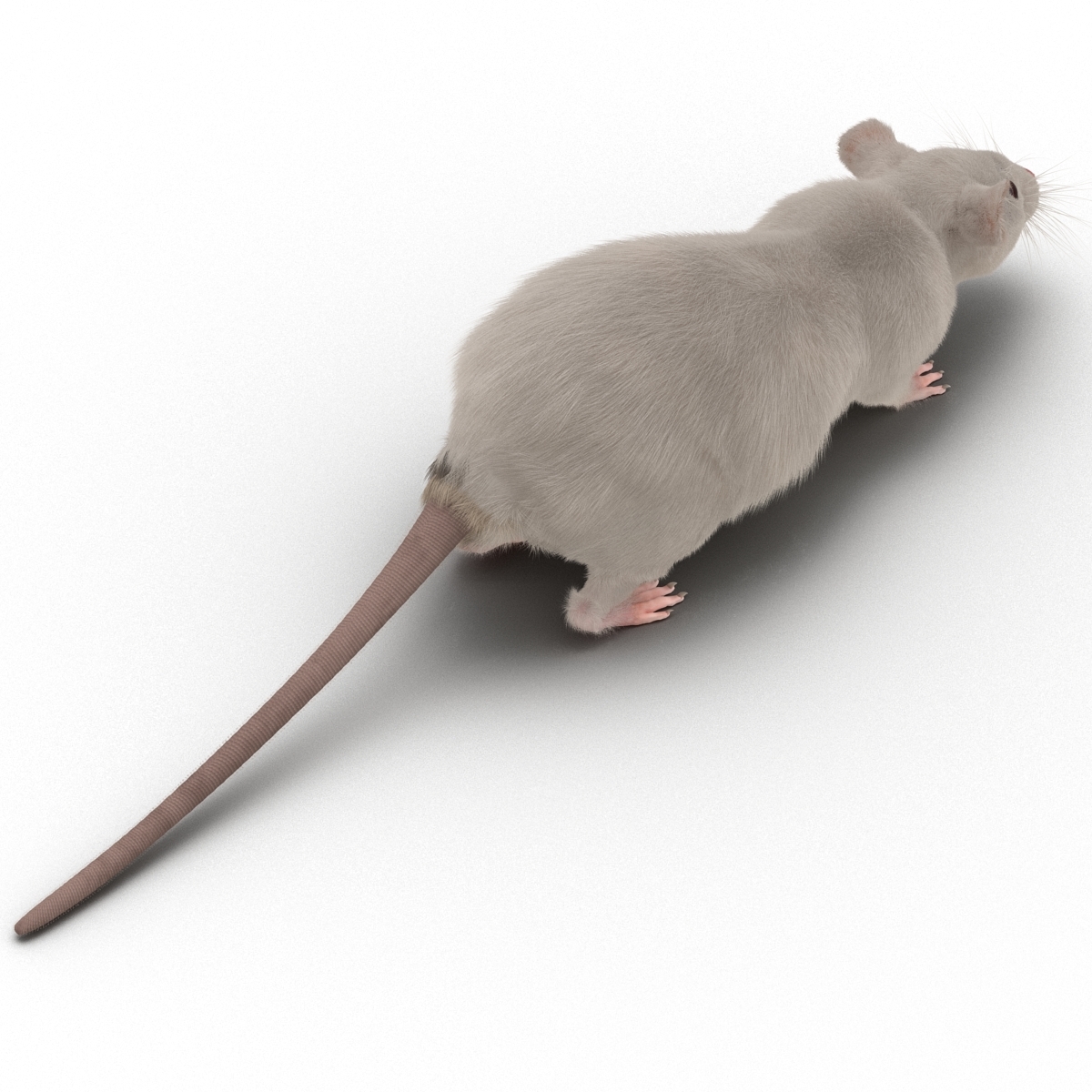 3d model white rat fur