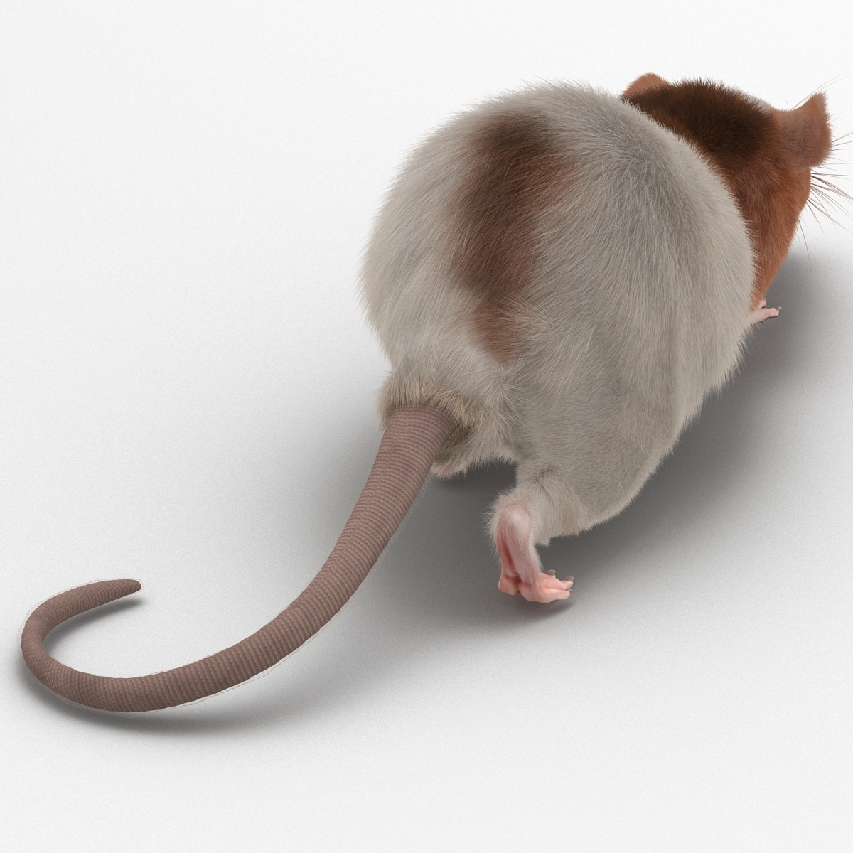 3d model rat 3 pose