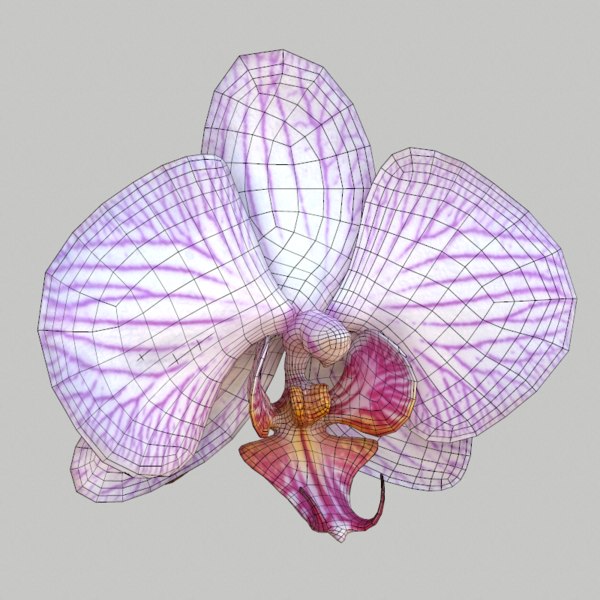 3d model of orchid flower