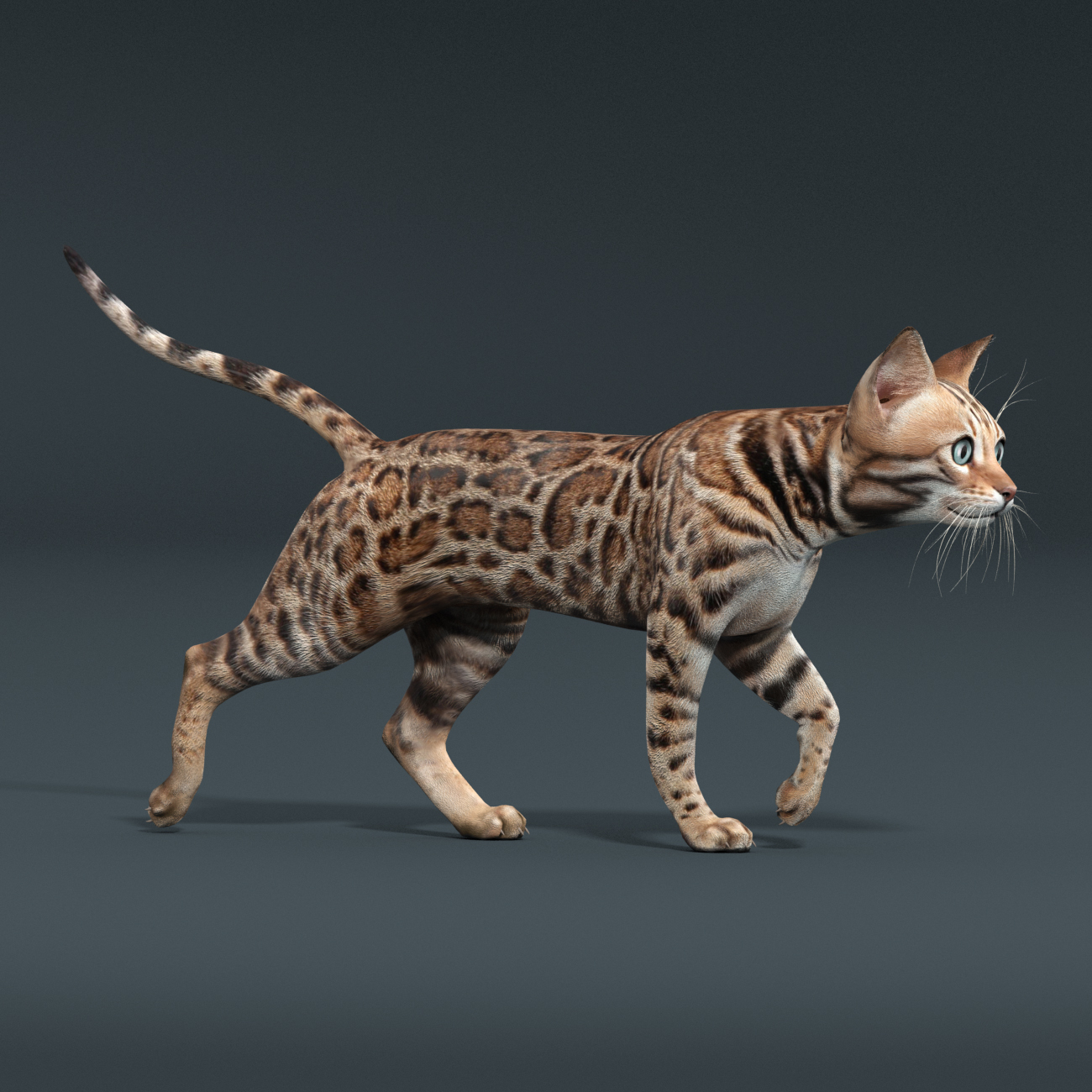 bengal cat animation 3d model