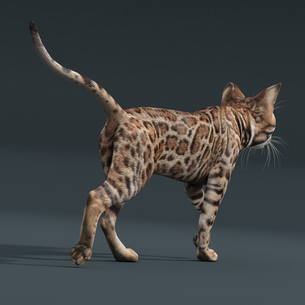 bengal cat animation 3d model