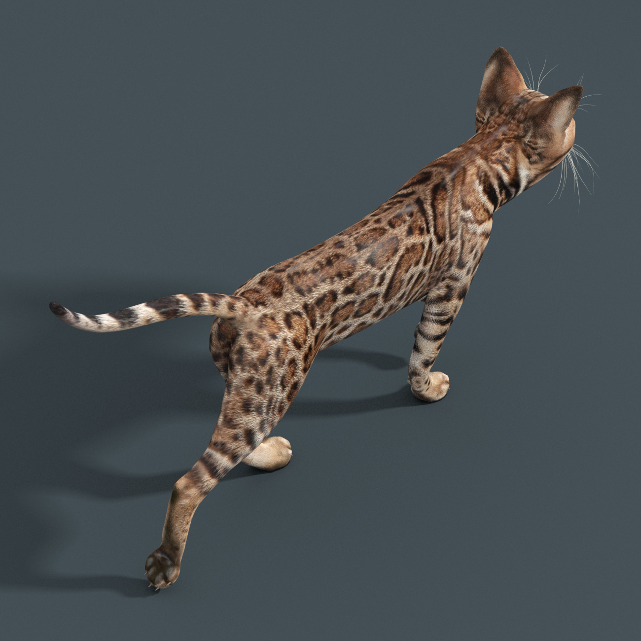 bengal cat animation 3d model