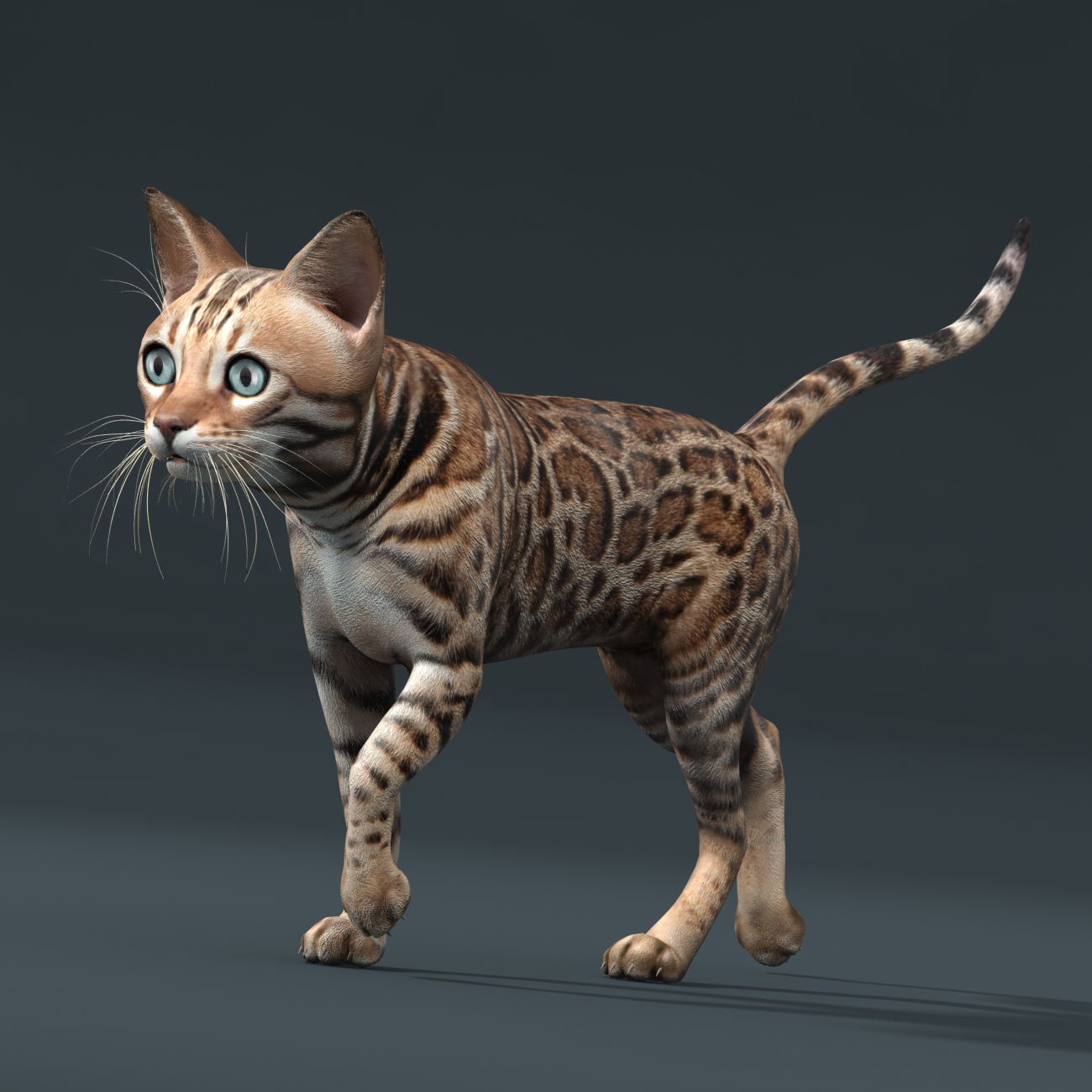 bengal cat animation 3d model
