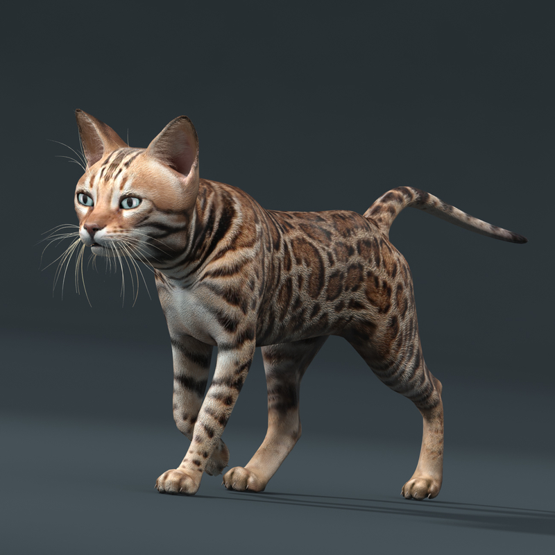 bengal cat animation 3d model