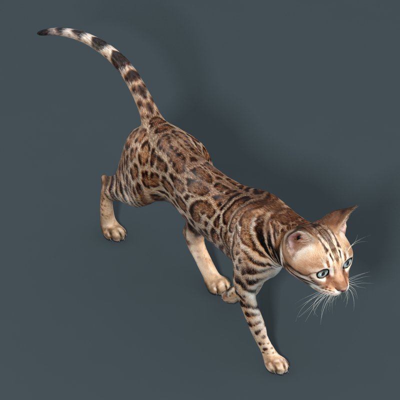 bengal cat animation 3d model