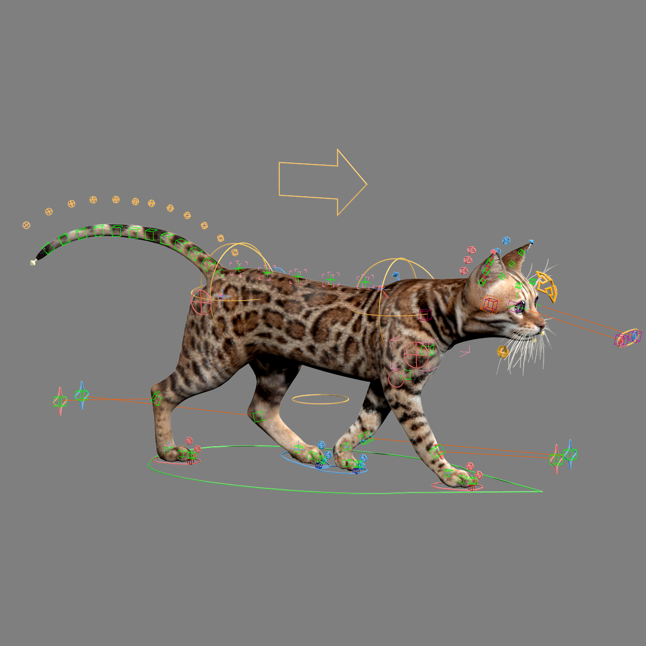 bengal cat animation 3d model