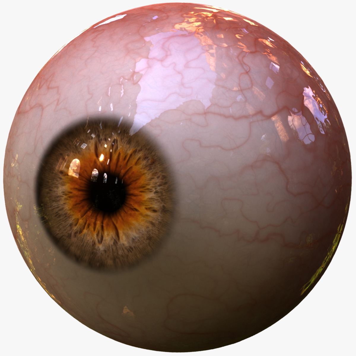 3d realistic human creature eye pupil model