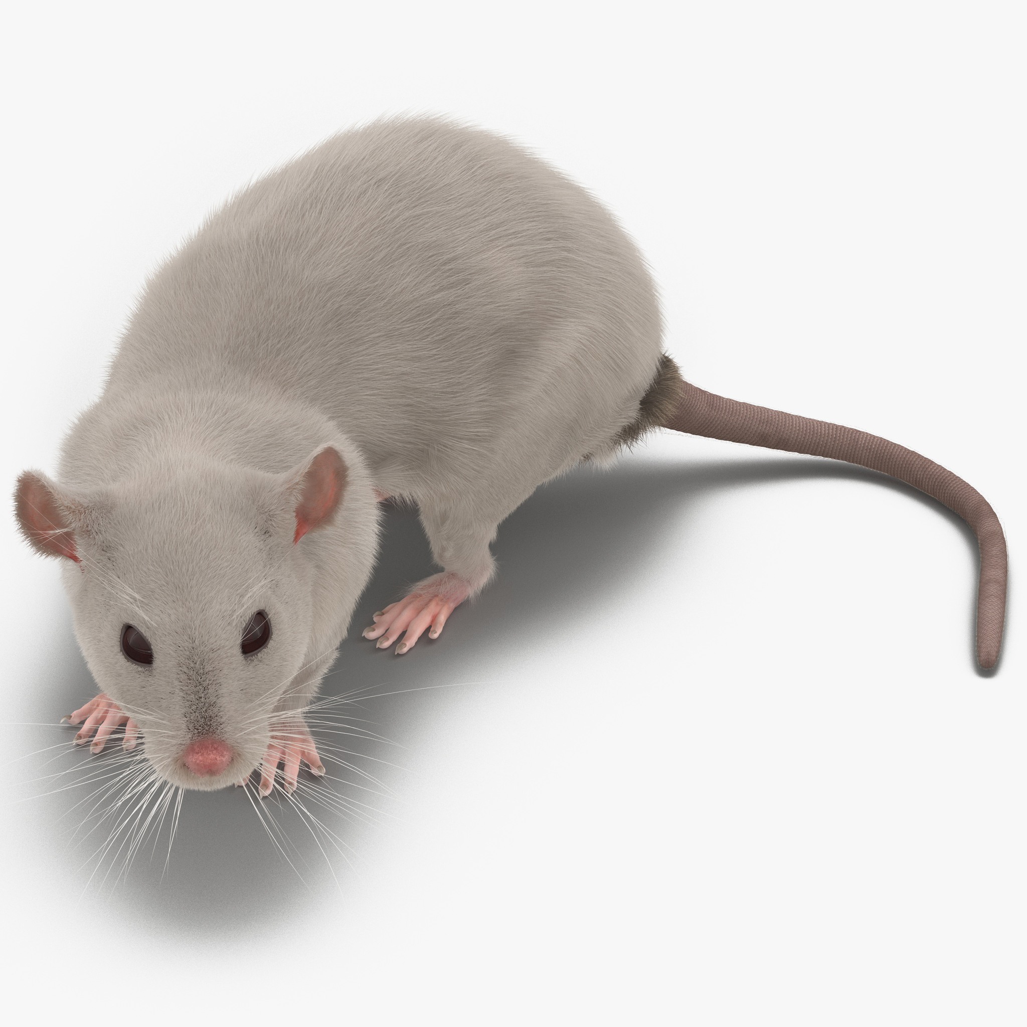 white rat pose 5 3d model