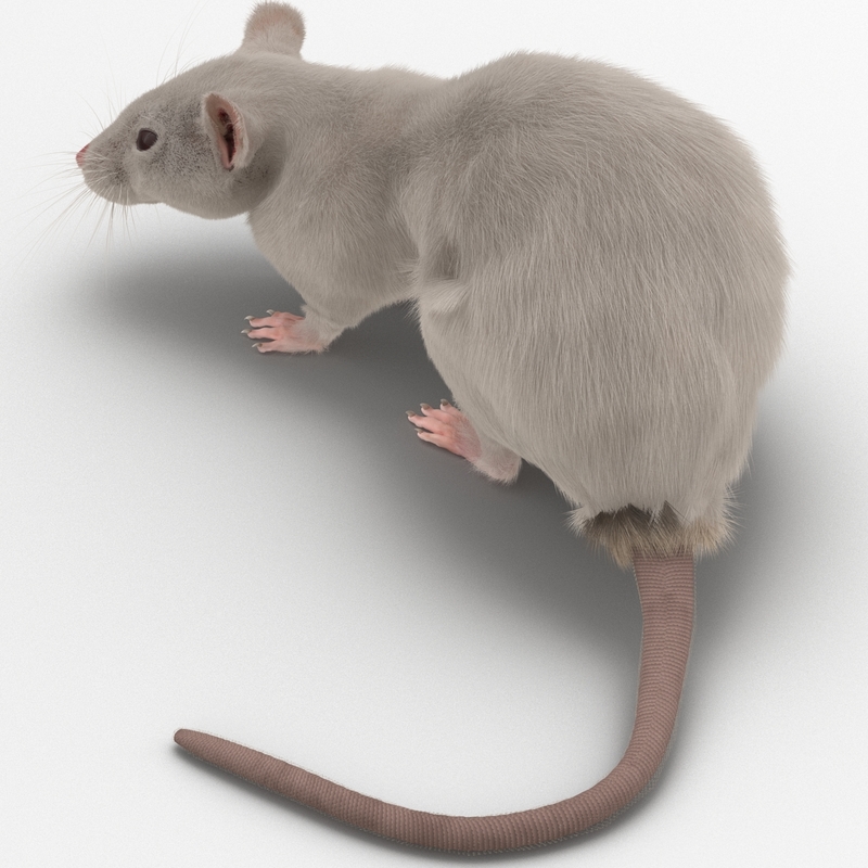 white rat pose 5 3d model