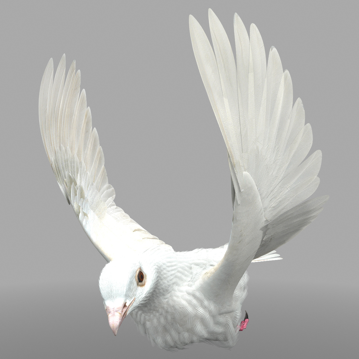 dove animation bird 3d model