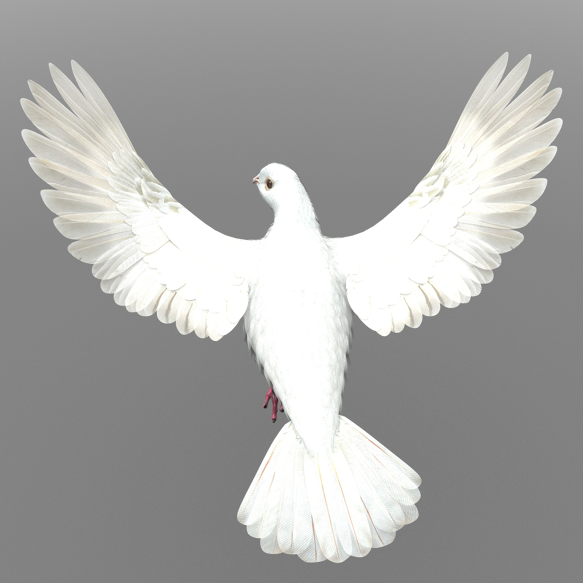 dove animation bird 3d model