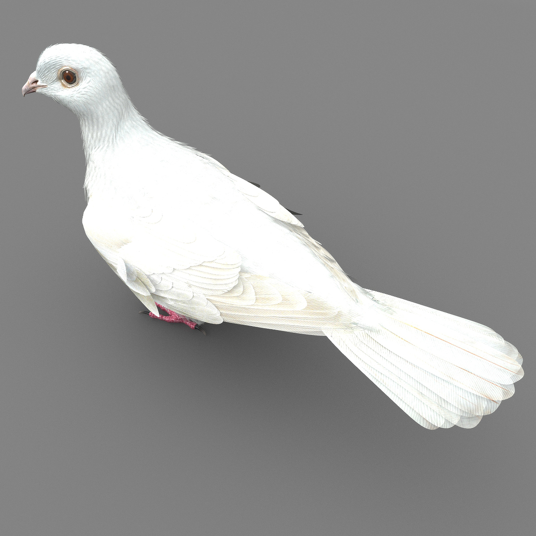 dove animation bird 3d model