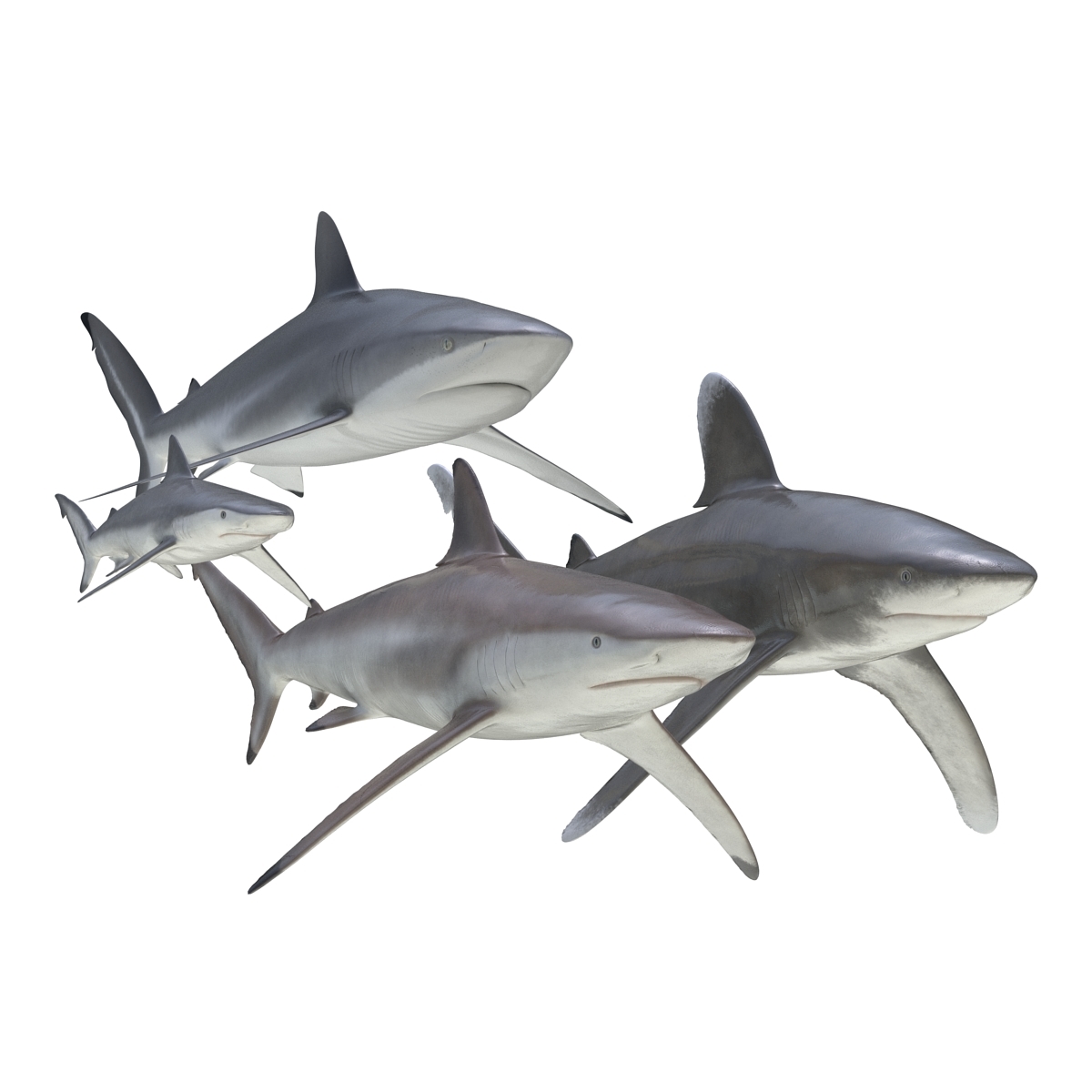 3d model sharks 6