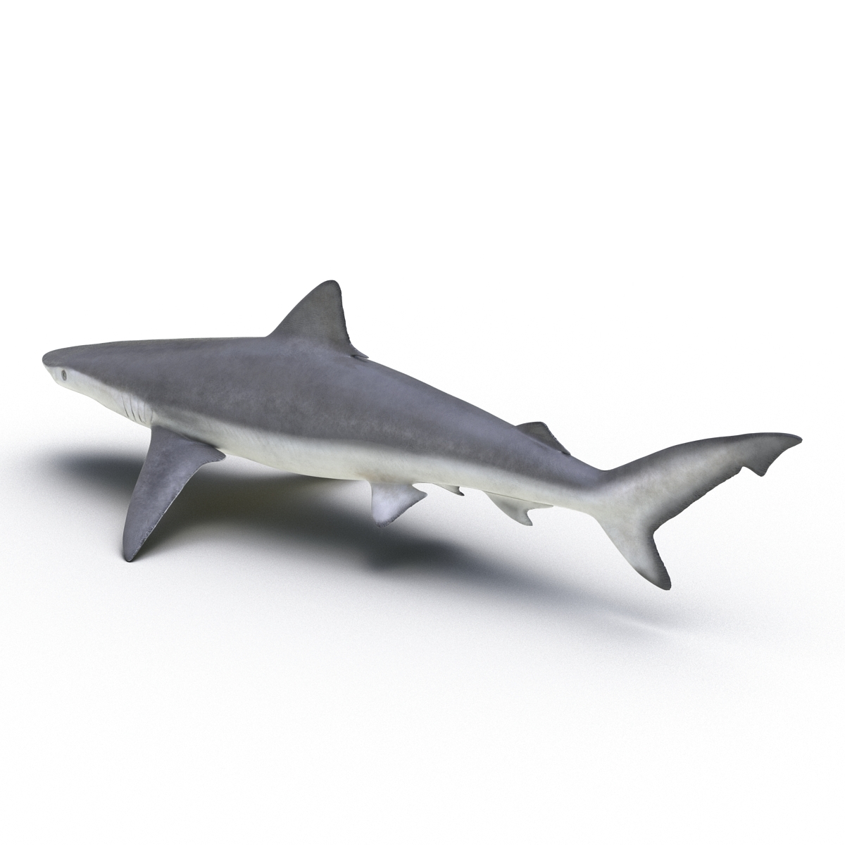 3d model sharks 6