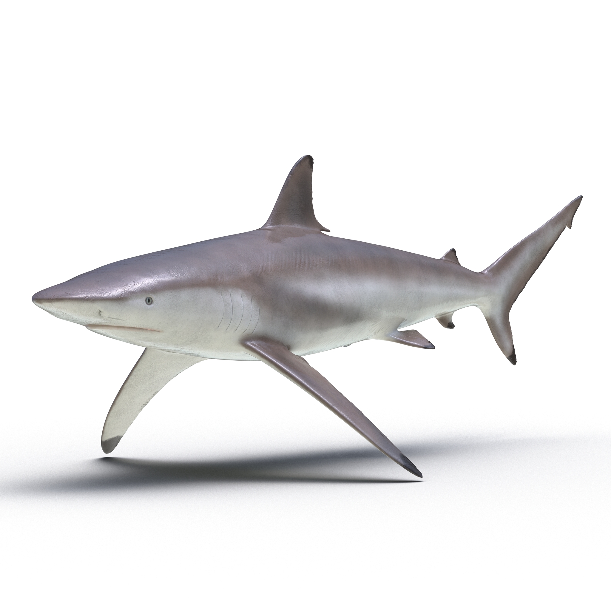 3d model sharks 6