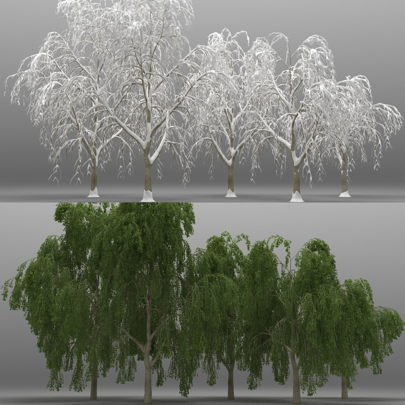 3d model 5 willow tree