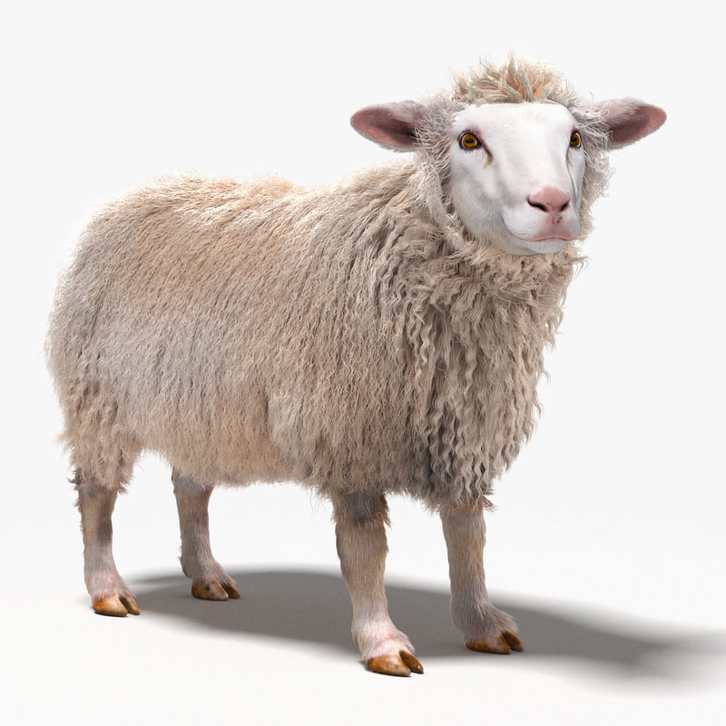 3d model realistic sheep
