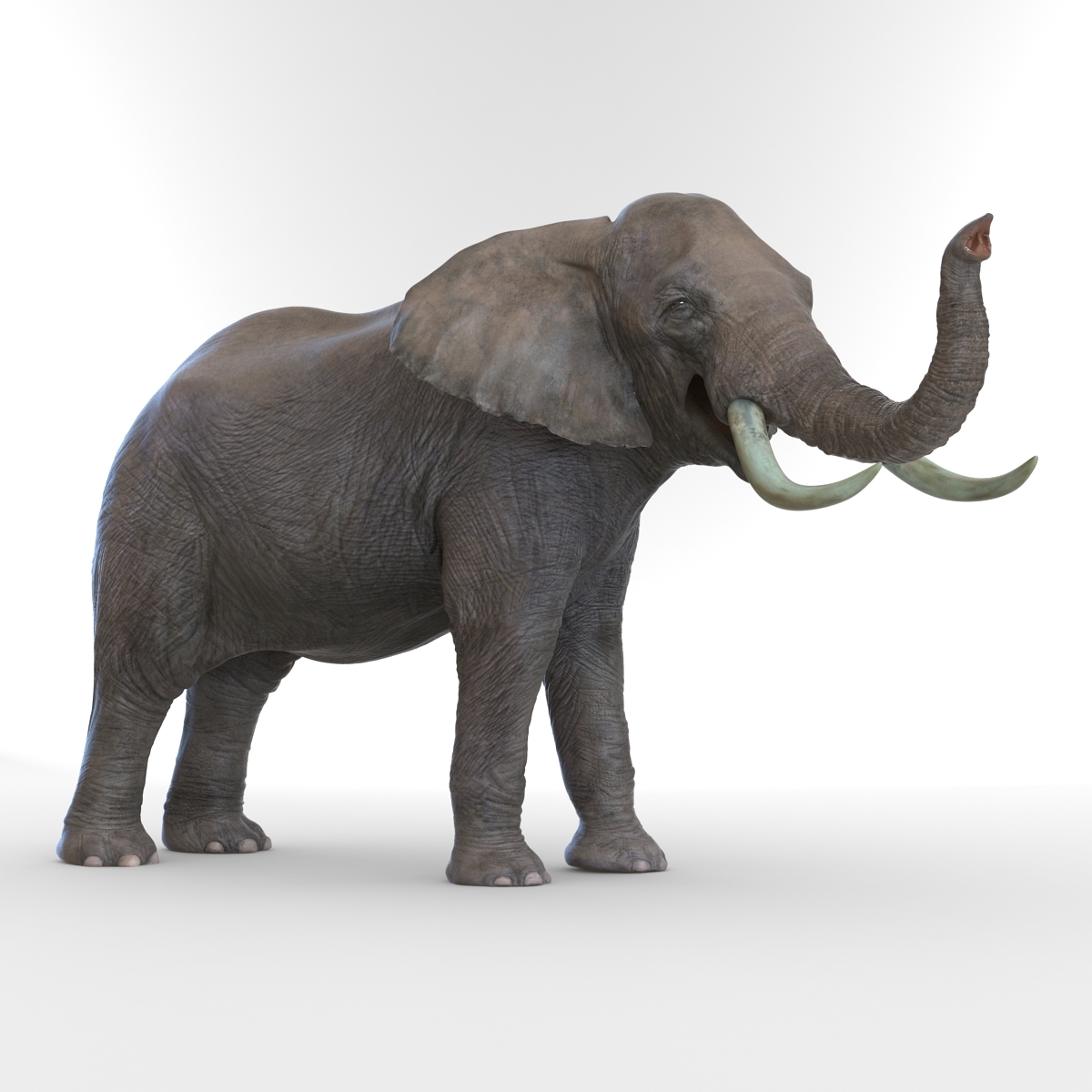 3d elephant pose 3