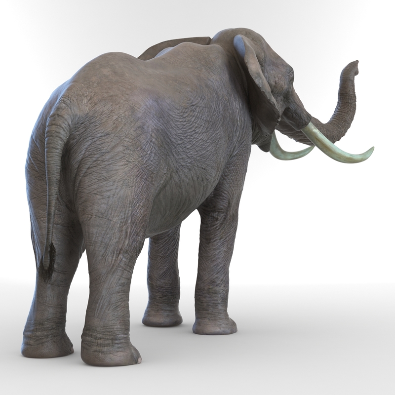 3d elephant pose 3