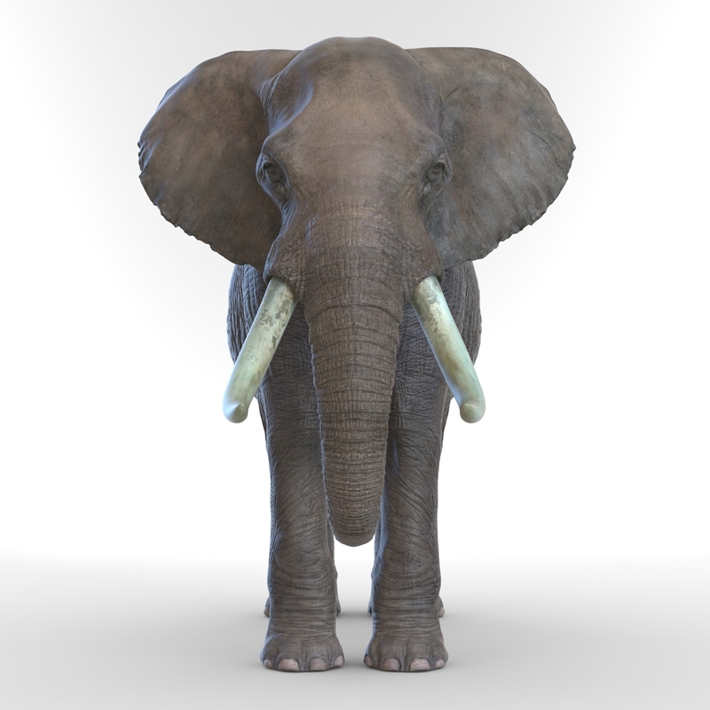 elephant realistic 3d 3ds