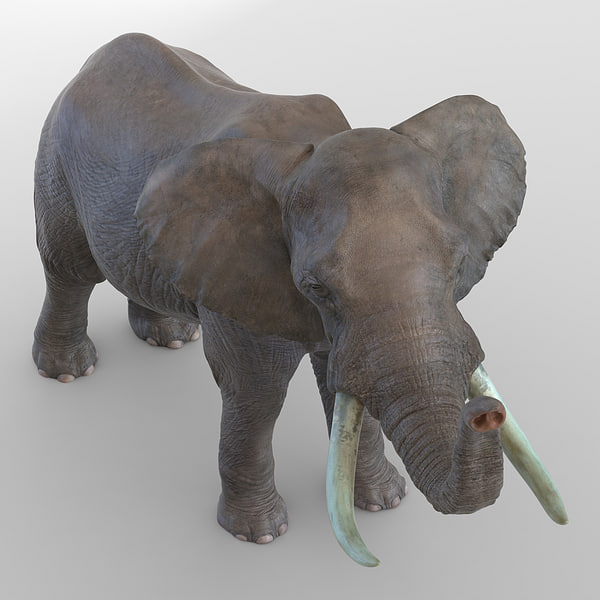 3d elephant pose 3