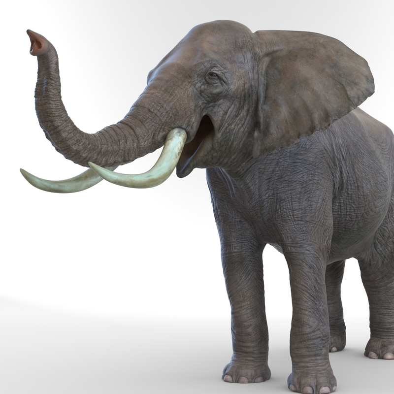 3d elephant pose 3