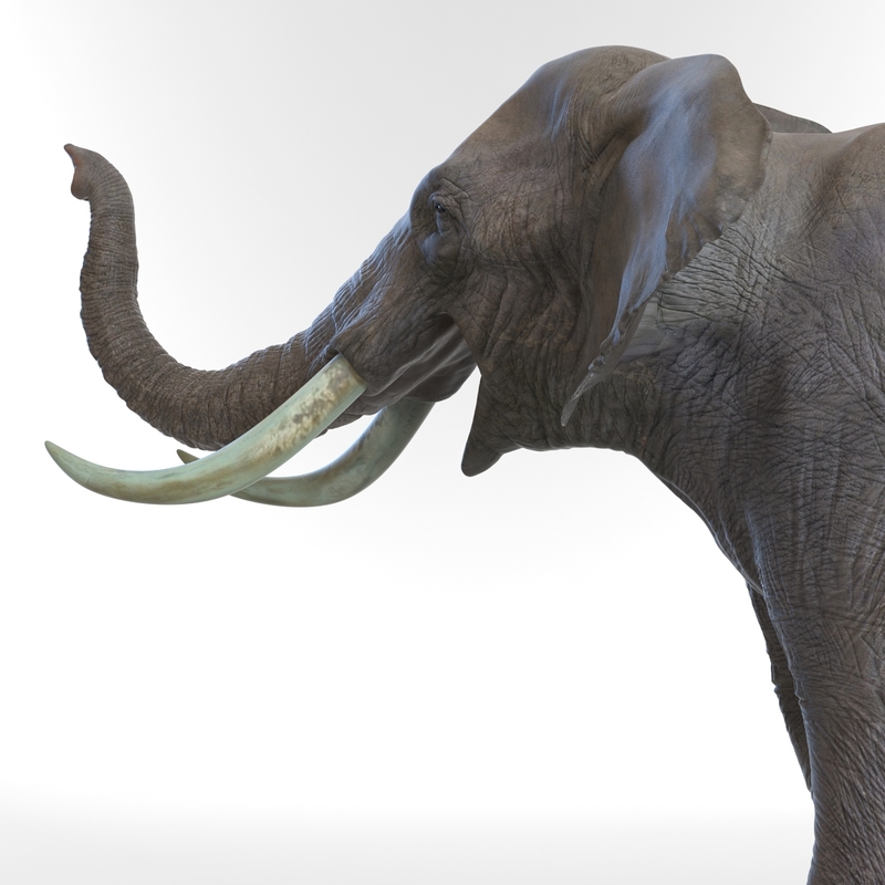 3d elephant pose 3