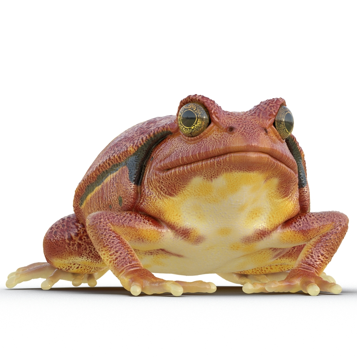 Tomato frog rigged 3D model - TurboSquid 1495195