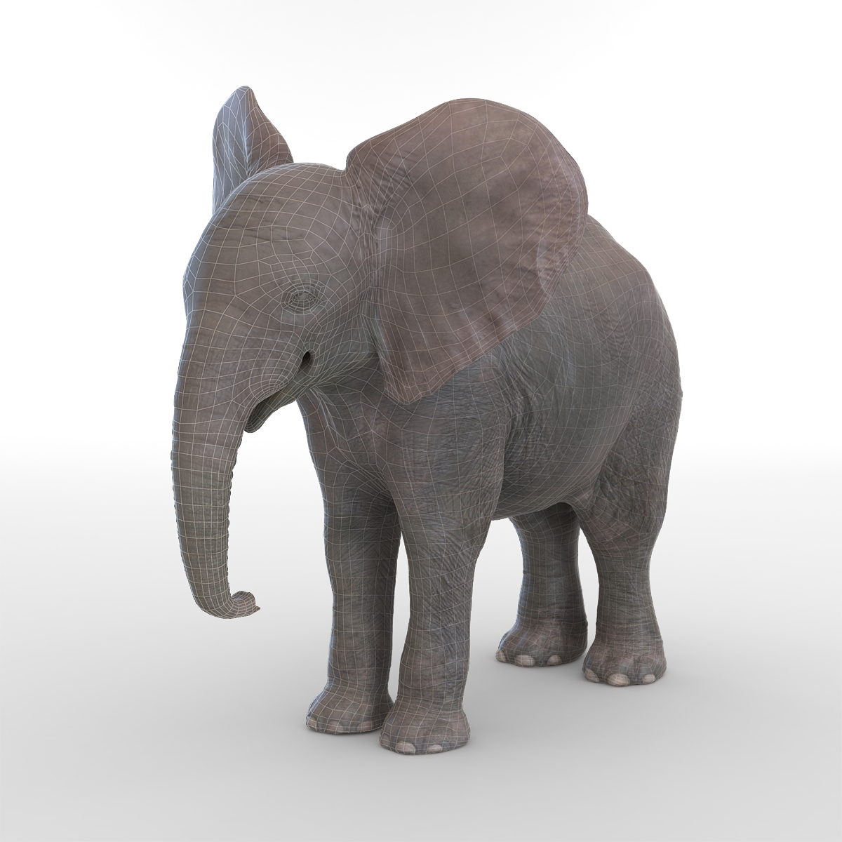 baby elephant 3d model