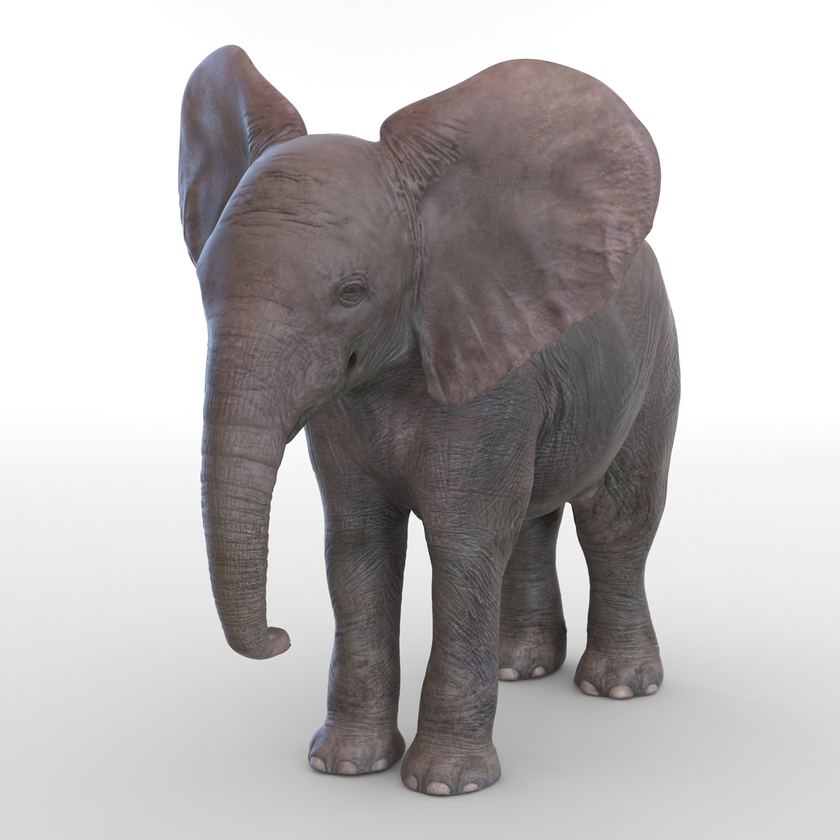 baby elephant 3d model