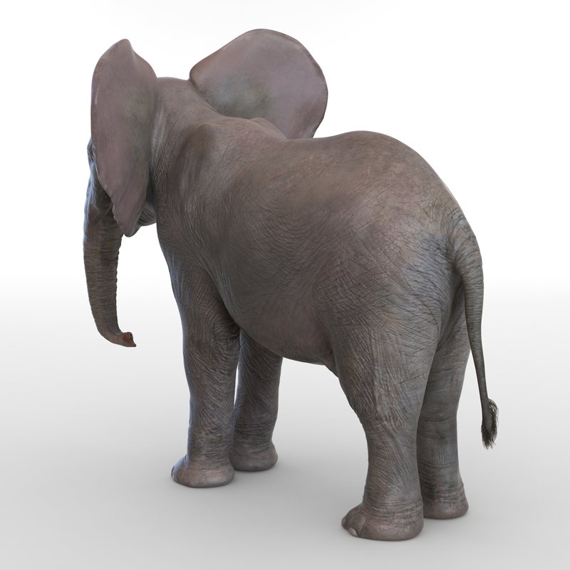 baby elephant 3d model