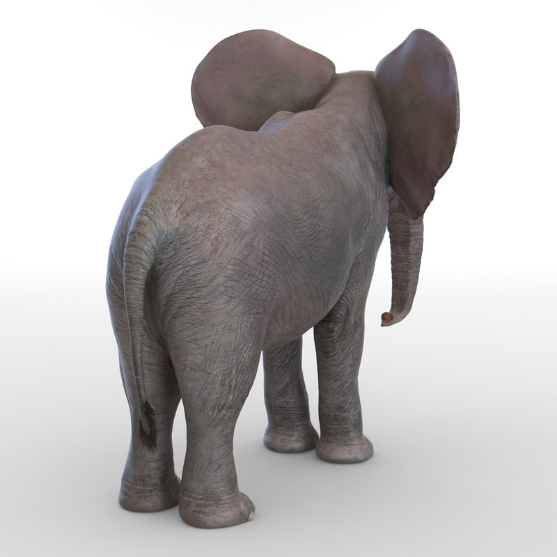 baby elephant 3d model