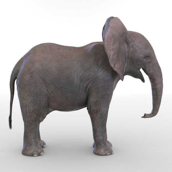 baby elephant 3d model