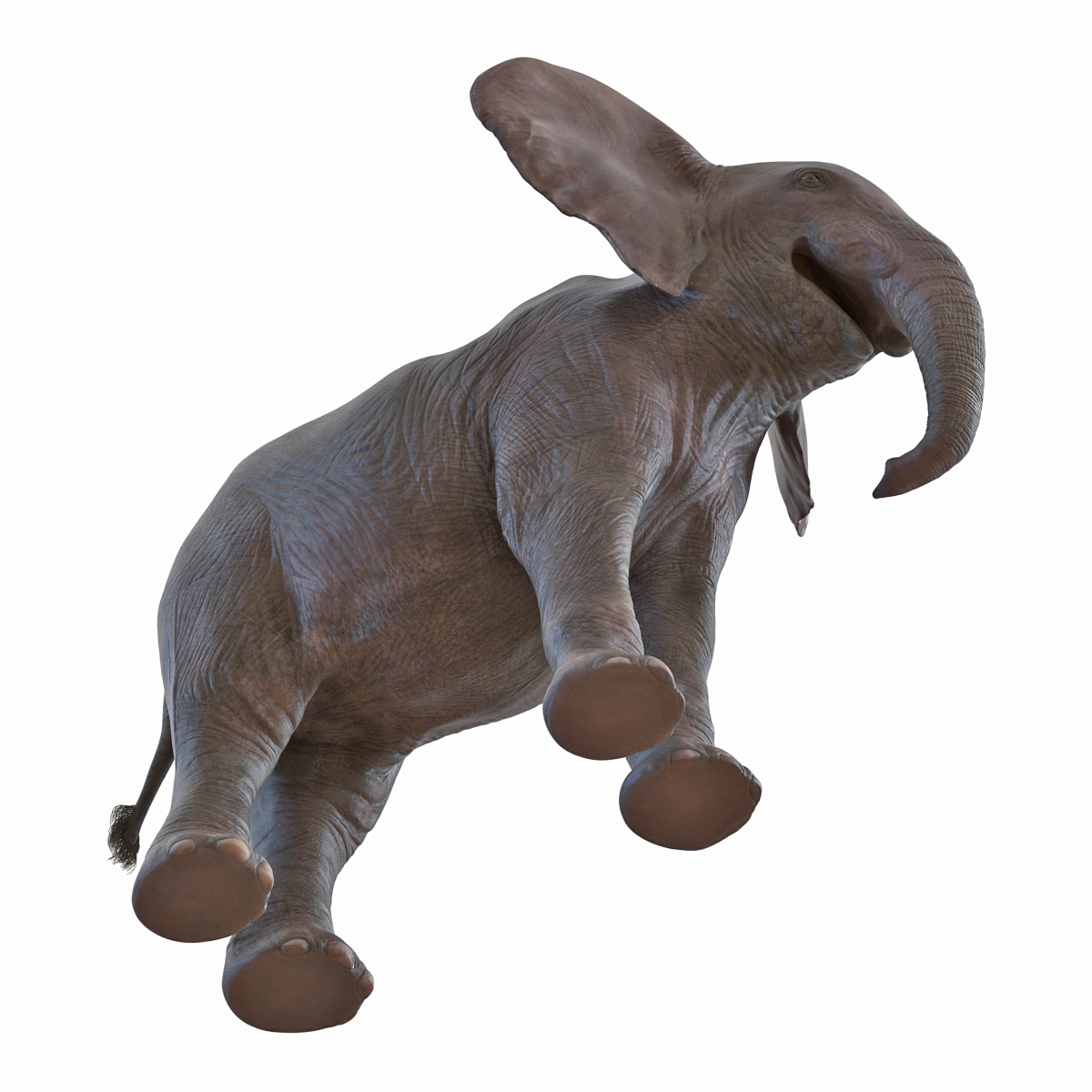 baby elephant 3d model