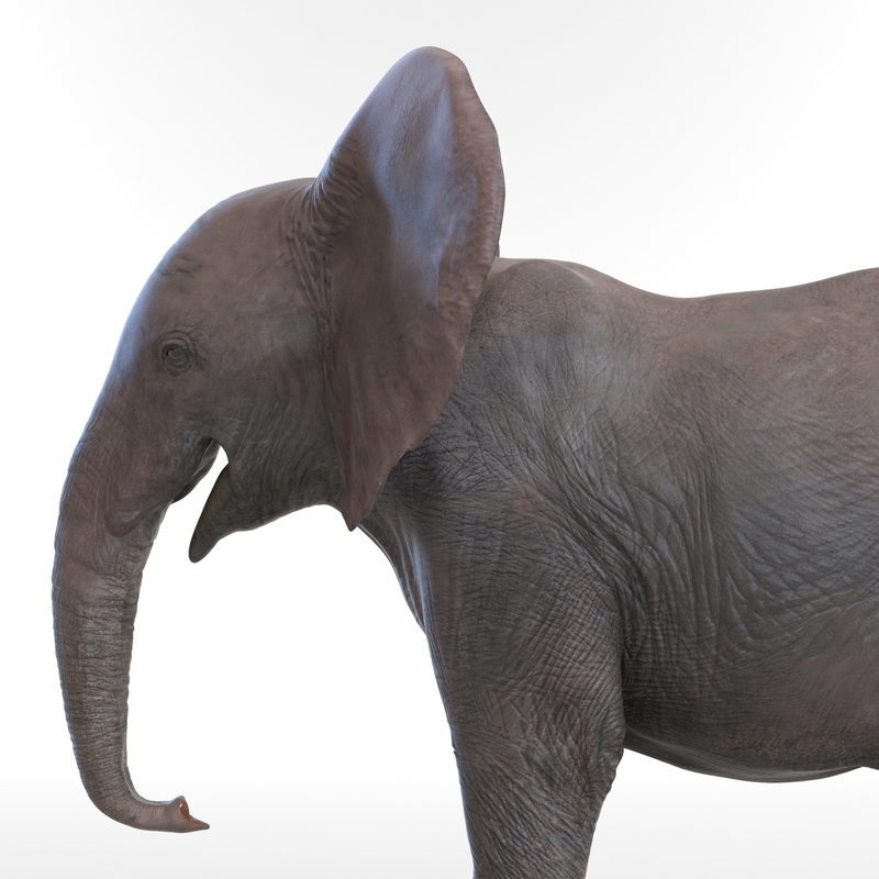 baby elephant 3d model